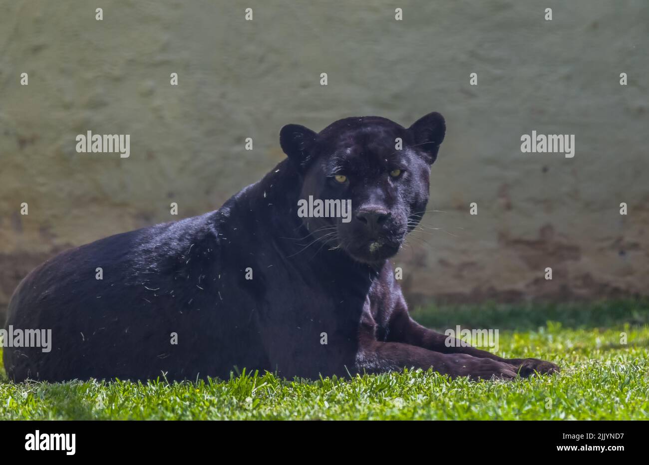 Black panther snarling hi-res stock photography and images - Alamy