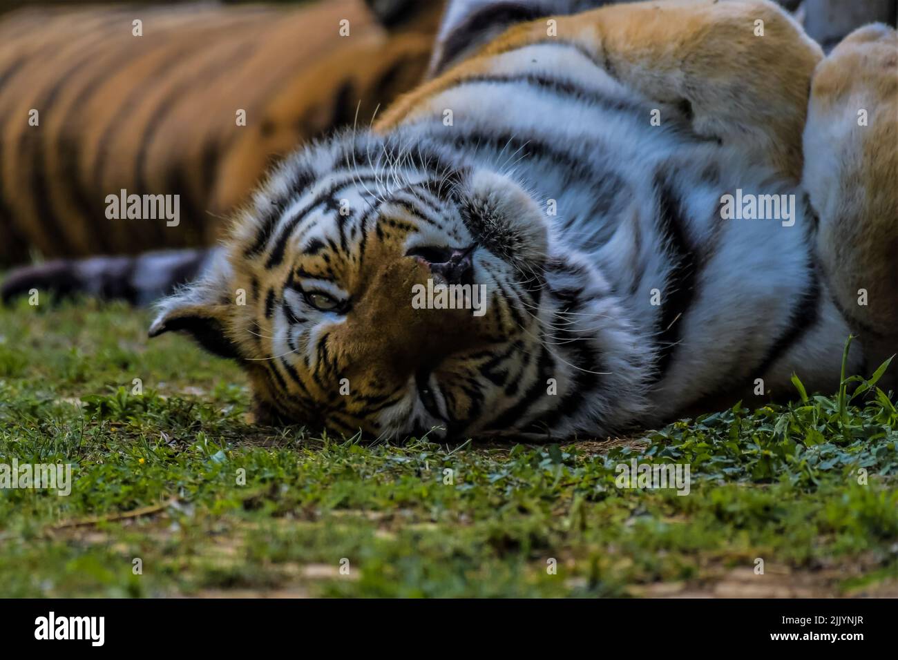 Royal Bengal Tiger sleeping and relaxing in a zoo in Africa Stock Photo ...