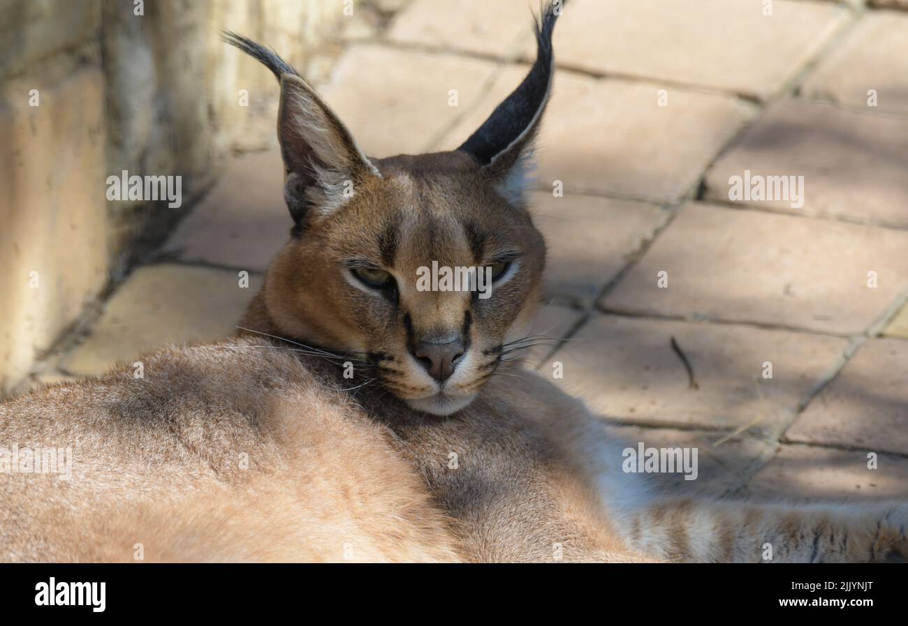 Caracal or African golden cat portrait in a zoo in South Africa Stock ...