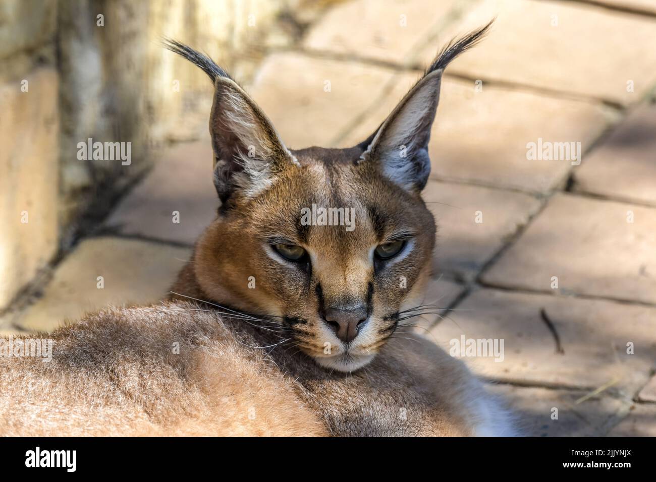 Caracal or African golden cat portrait in a zoo in South Africa Stock ...