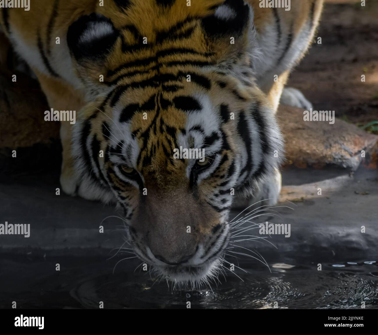 Royal Bengal Tiger drinking water in a zoo in Africa Stock Photo - Alamy