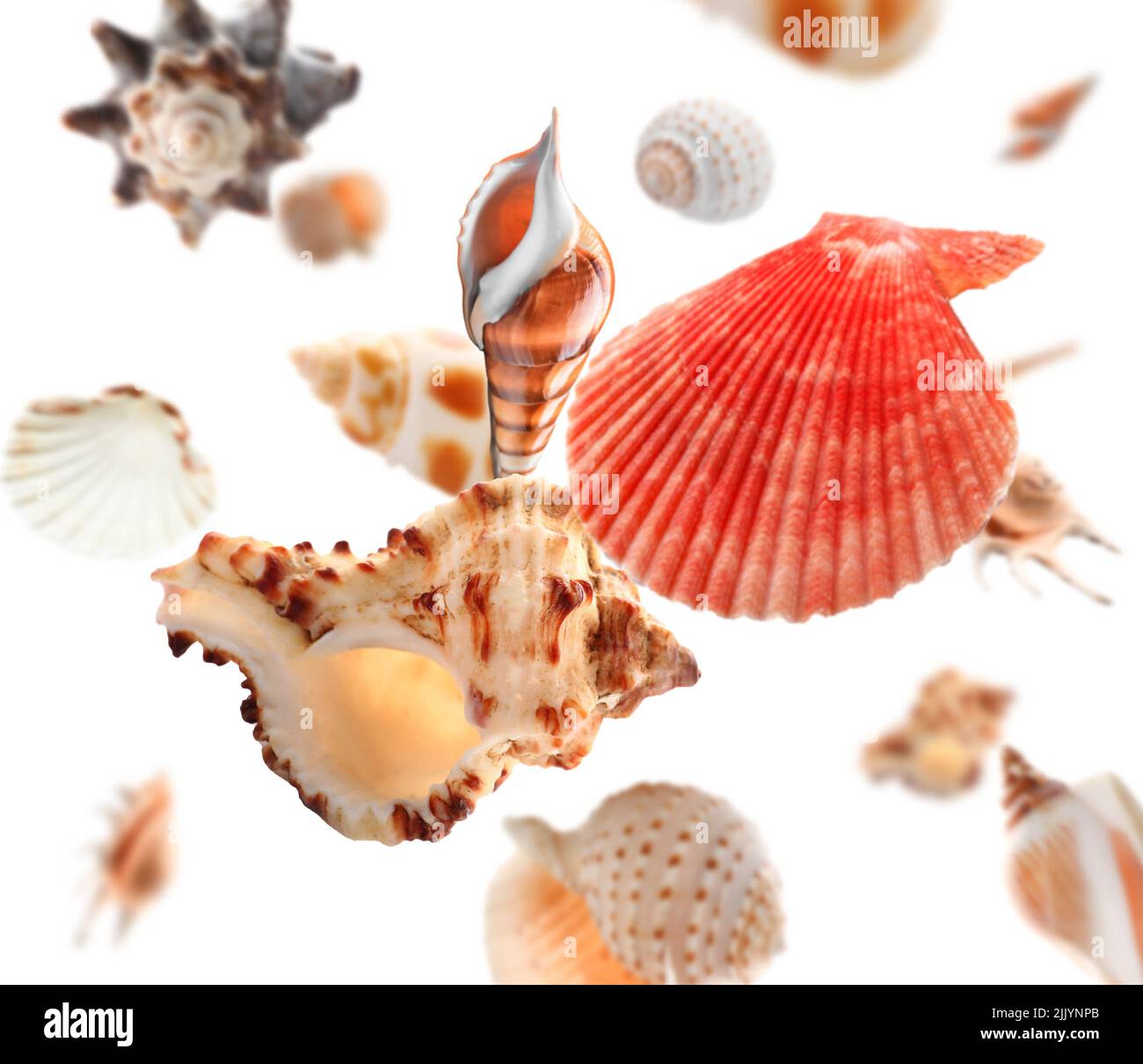 Many falling sea shells on white background Stock Photo - Alamy