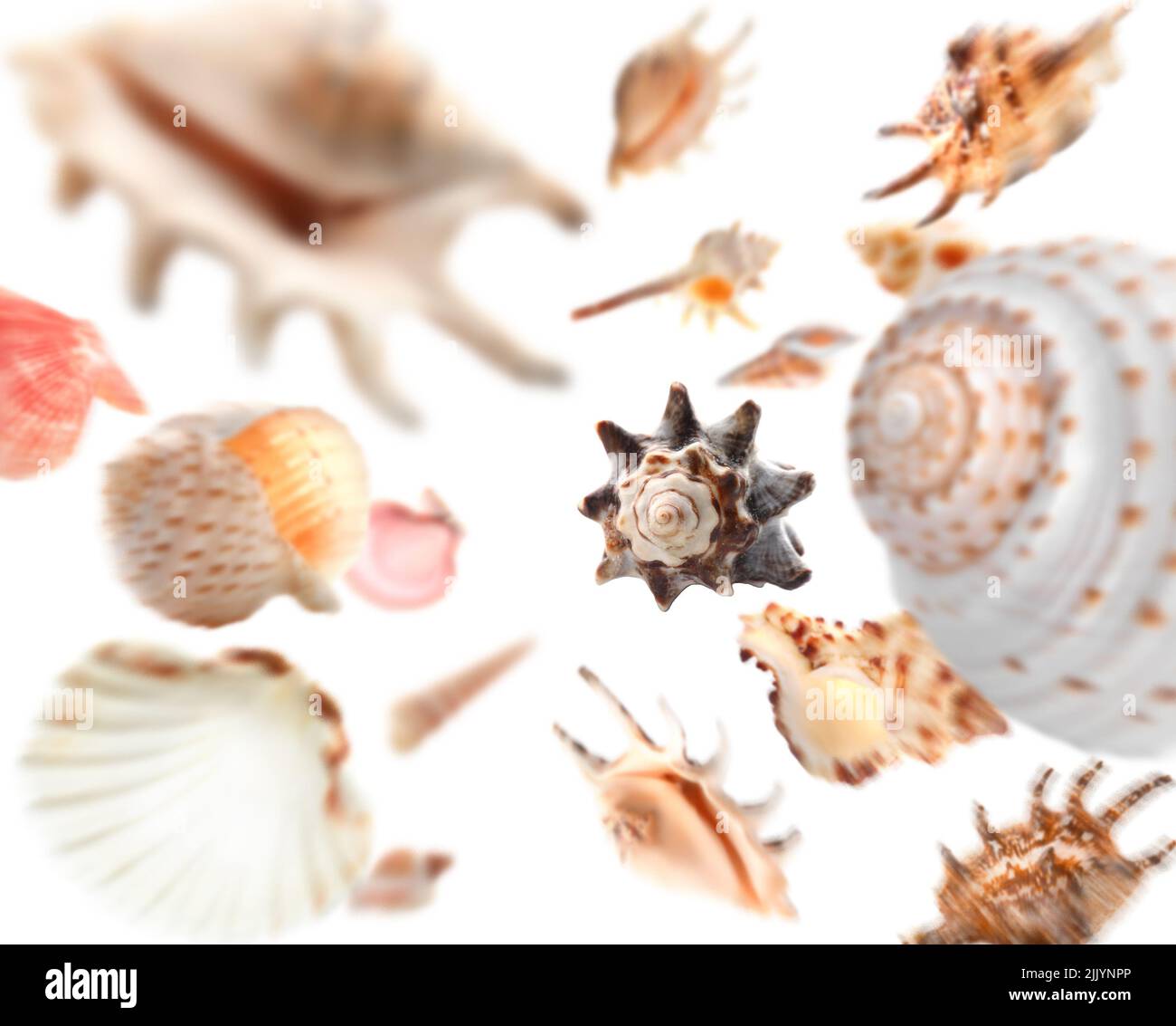 Many falling sea shells on white background Stock Photo - Alamy