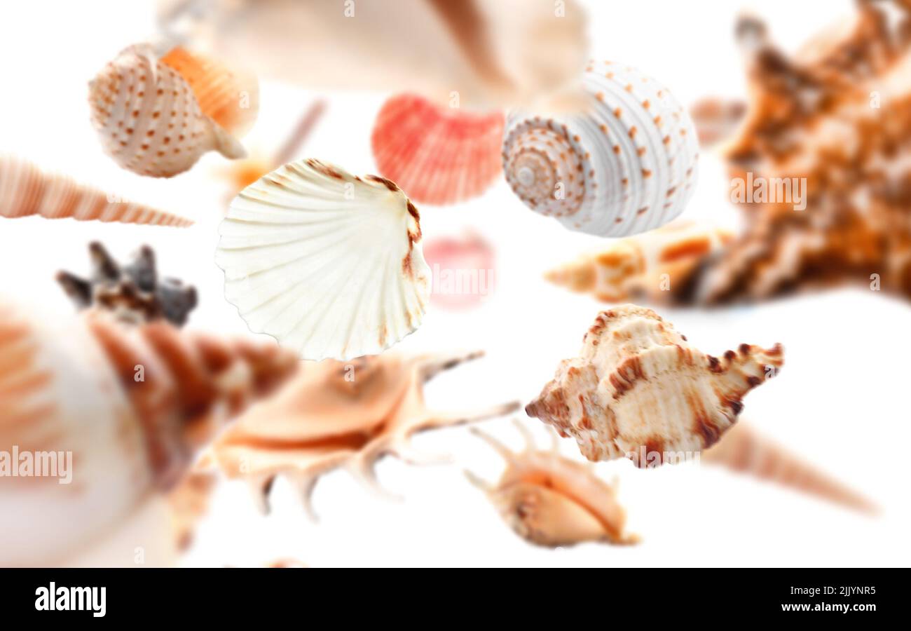Many falling sea shells on white background Stock Photo - Alamy