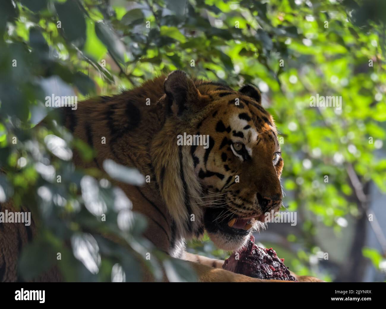 Royal Bengal Tiger feeding in South Africa Stock Photo - Alamy