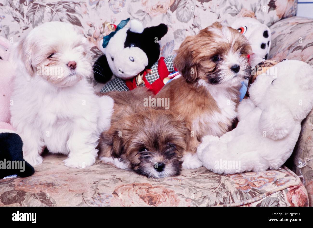 Three Lhasa apso puppies on a couch with stuffed toys Stock Photo - Alamy