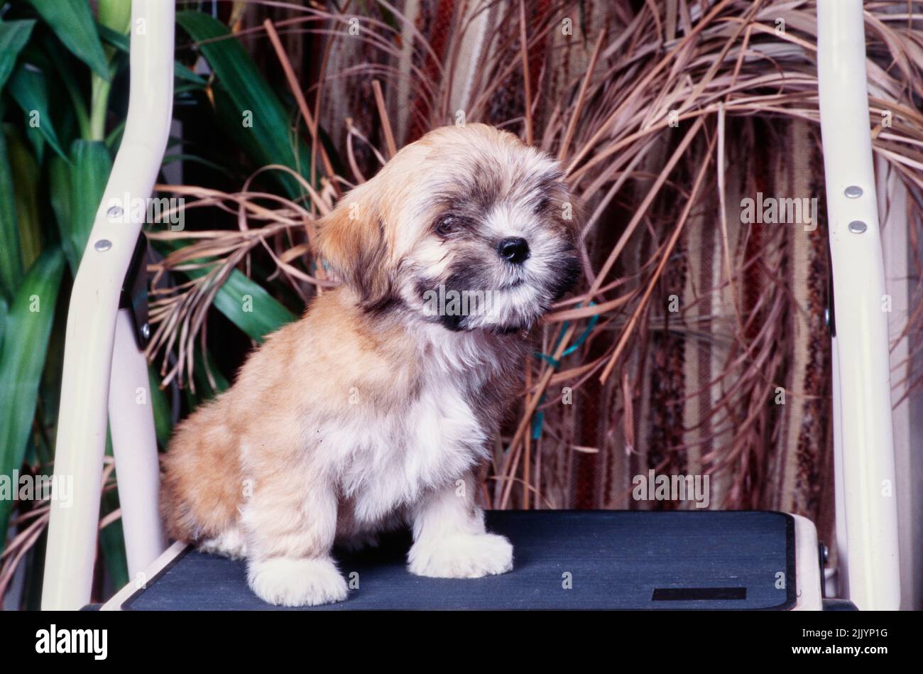 Animal ladder hi-res stock photography and images - Alamy