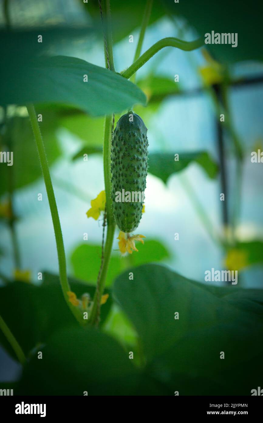 Growing cucumbers in the garden. The growth and blooming of greenhouse ...