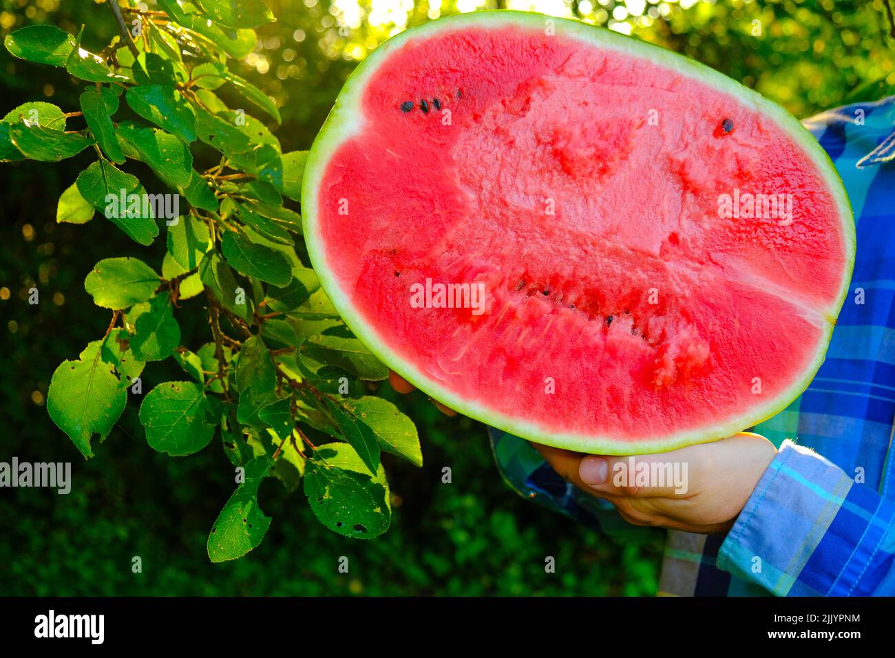 Watermelon harvest.Watermelon pulp close-up.Watermelon in a cut in male ...
