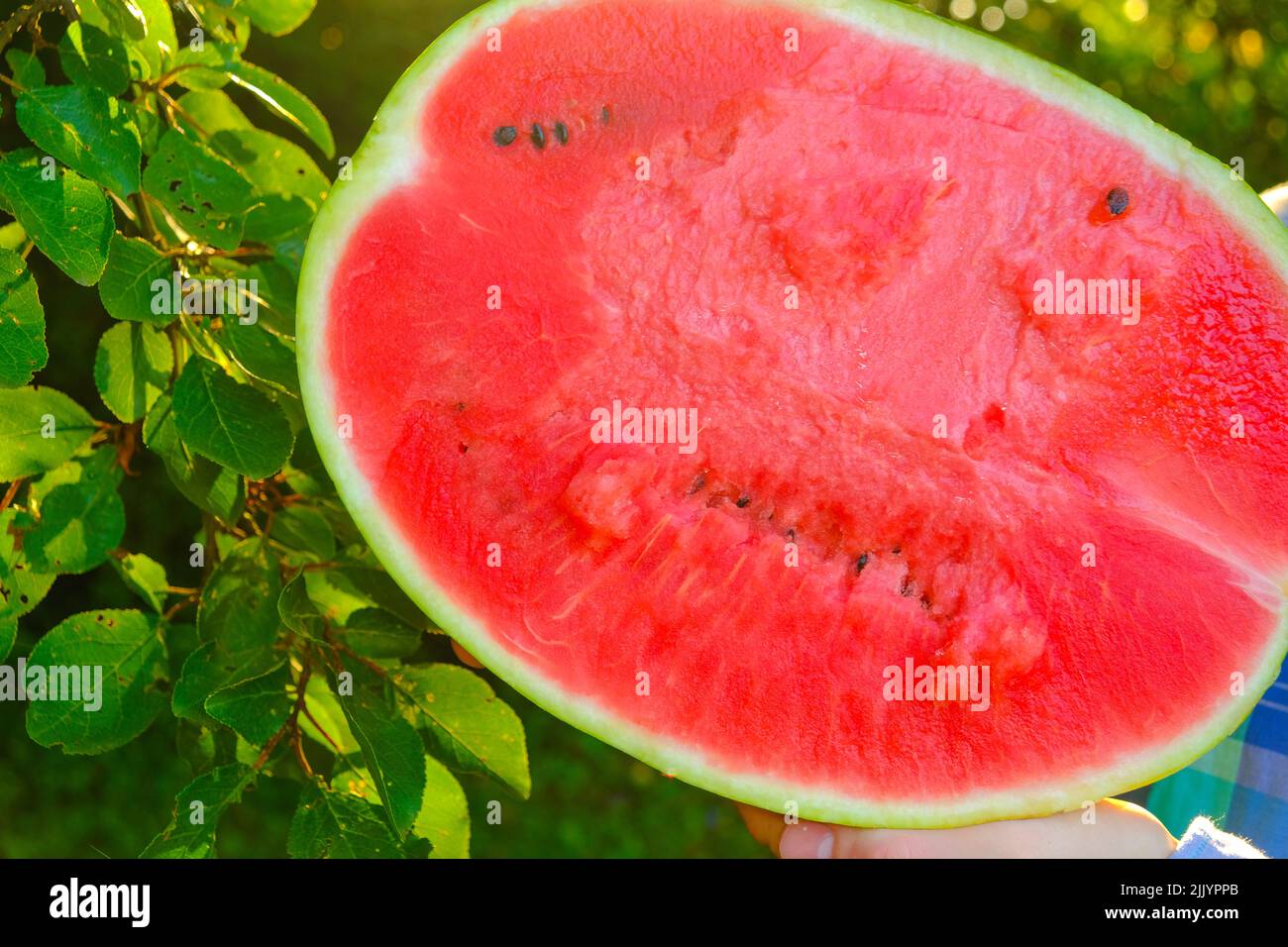 Watermelon harvest.Watermelon pulp .Watermelon in a cut in male hands ...