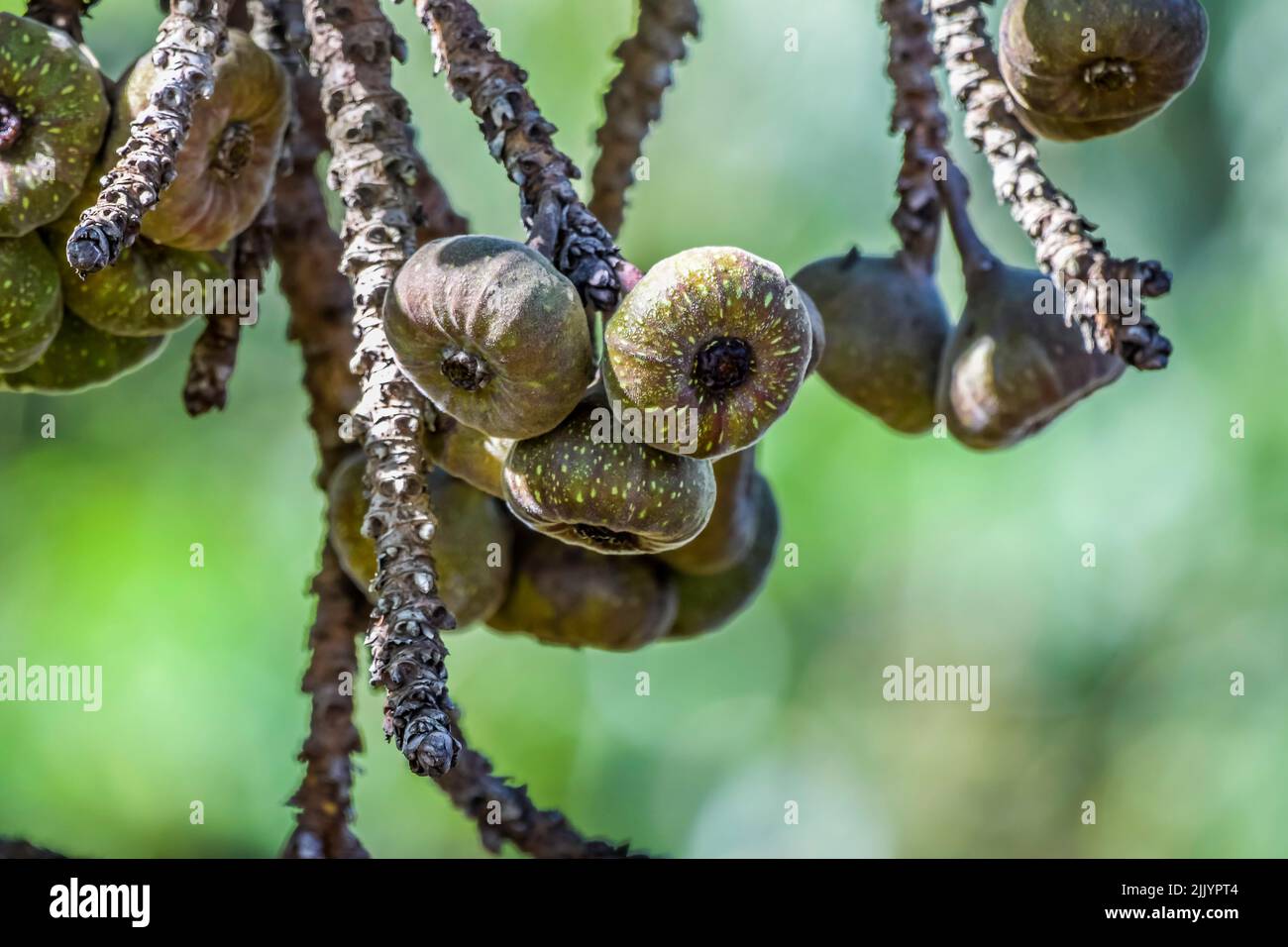 Elephant ear fig organic fruits on a fig tree in Kerala Stock Photo - Alamy