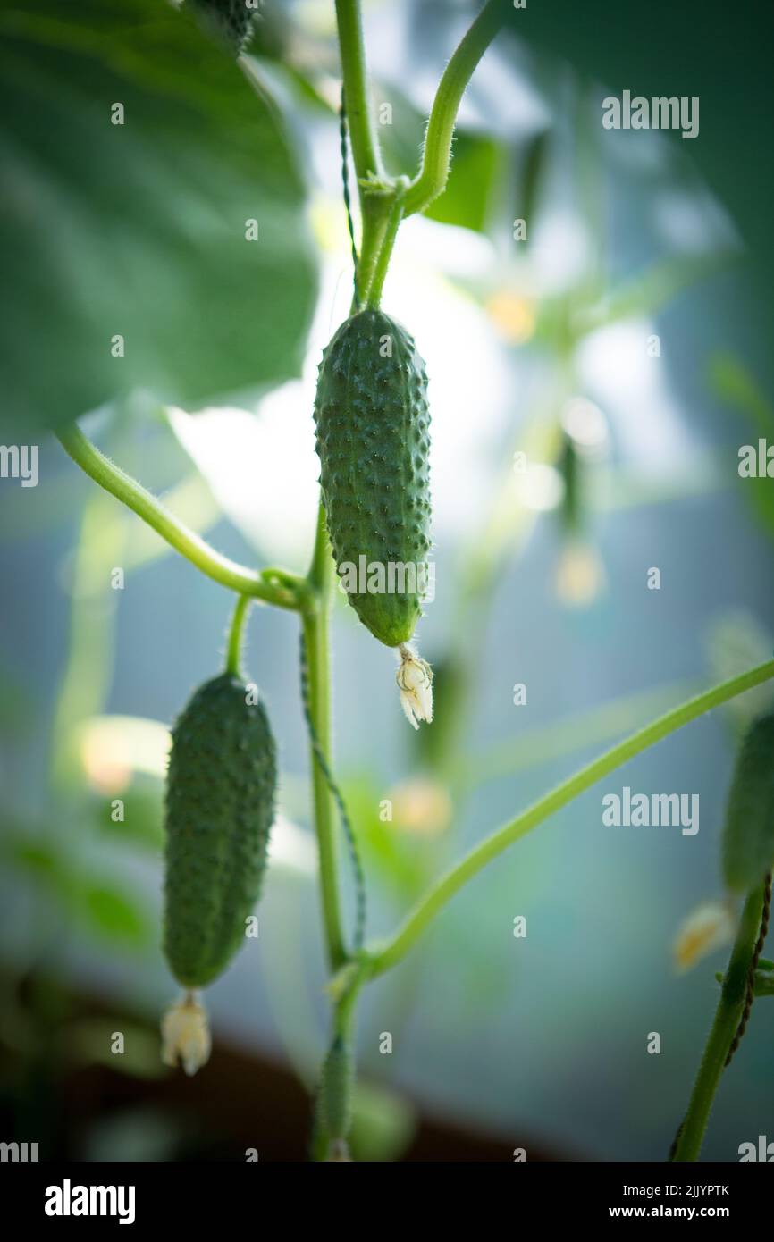 Growing cucumbers in the garden. The growth and blooming of greenhouse ...