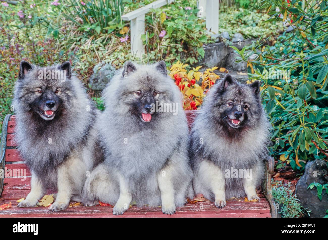 Three Keeshond dogs on a bench Stock Photo - Alamy