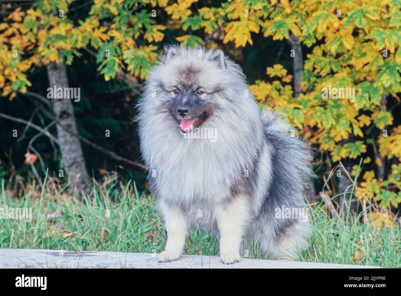 A Keeshond dog on a log Stock Photo - Alamy