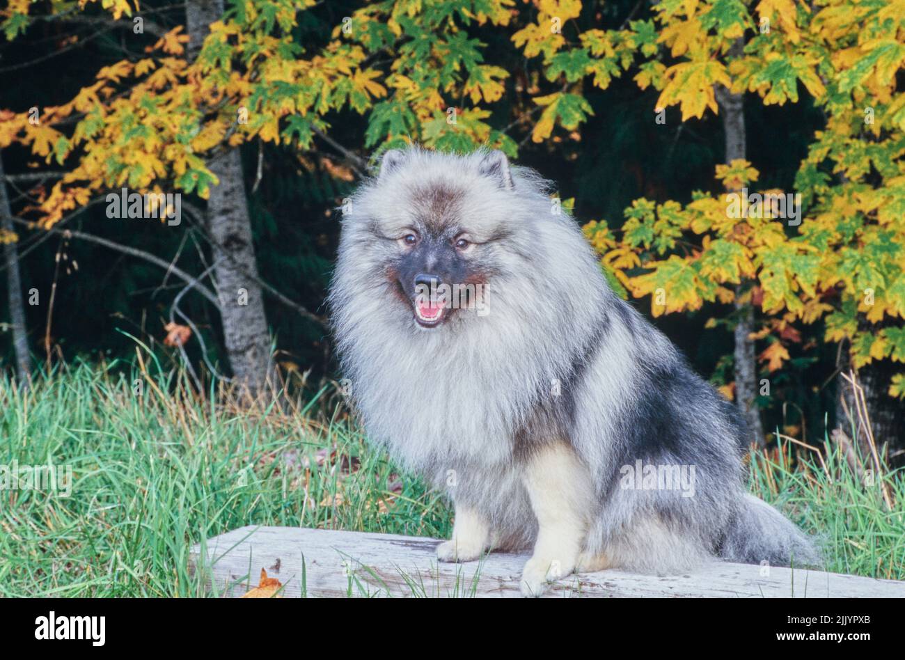 A Keeshond dog on a log Stock Photo - Alamy