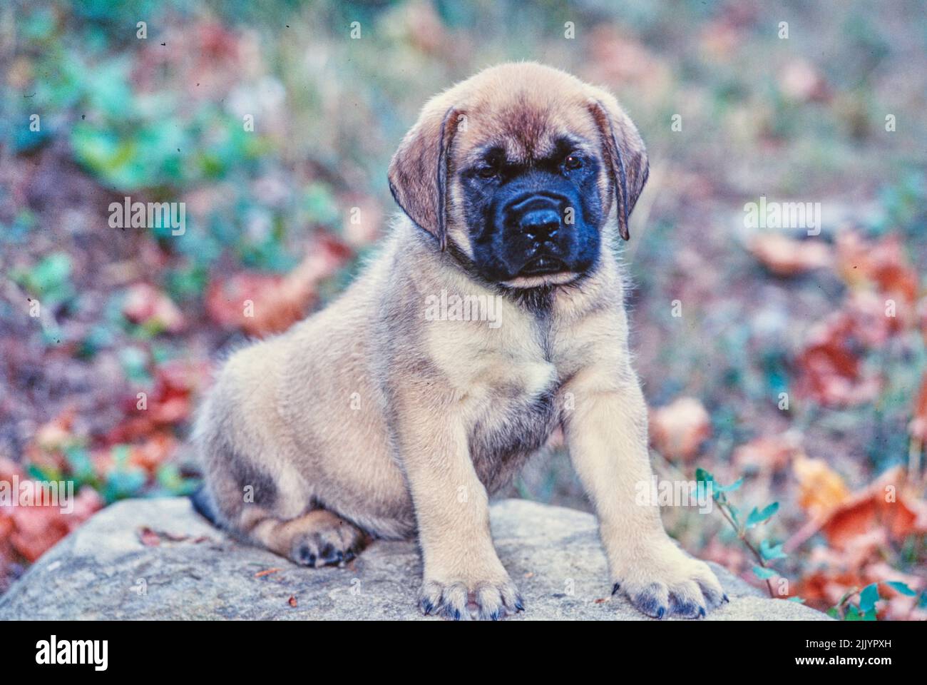 A mastiff puppy on a rock Stock Photo - Alamy
