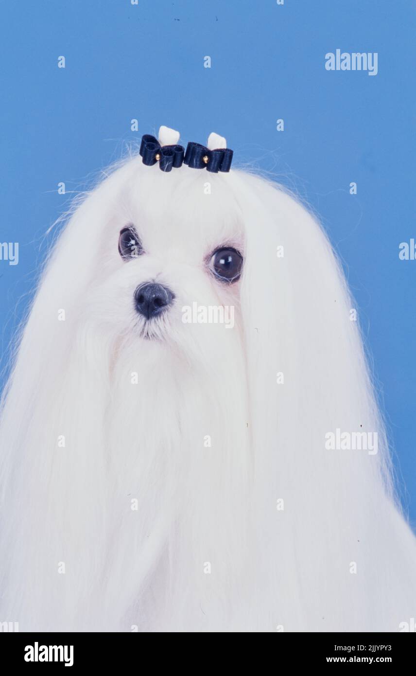 Maltese paws hi-res stock photography and images - Alamy