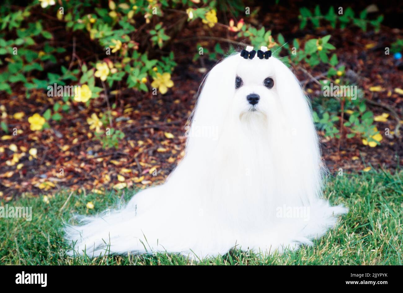 Maltese paws hi-res stock photography and images - Alamy