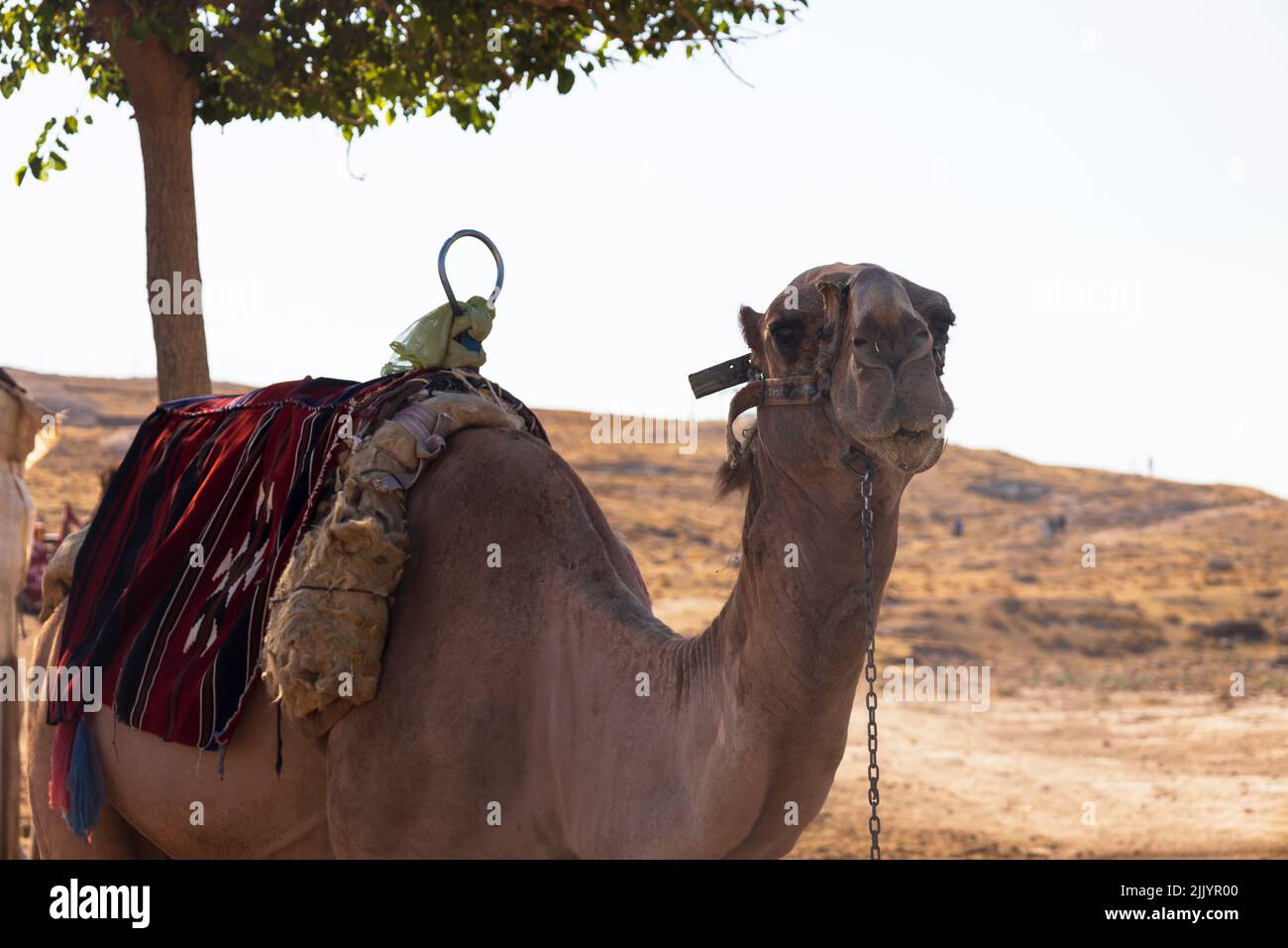 Portrait of camel photo in desert Stock Photo - Alamy