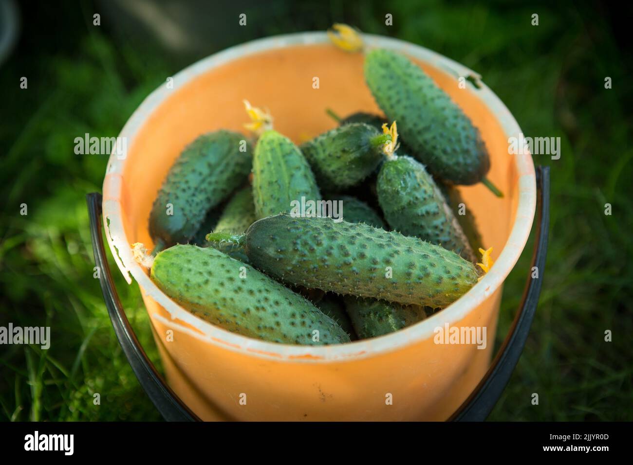 Fresh cucumbers in a bucket. Cucumbers show fresh yellow flowers ...
