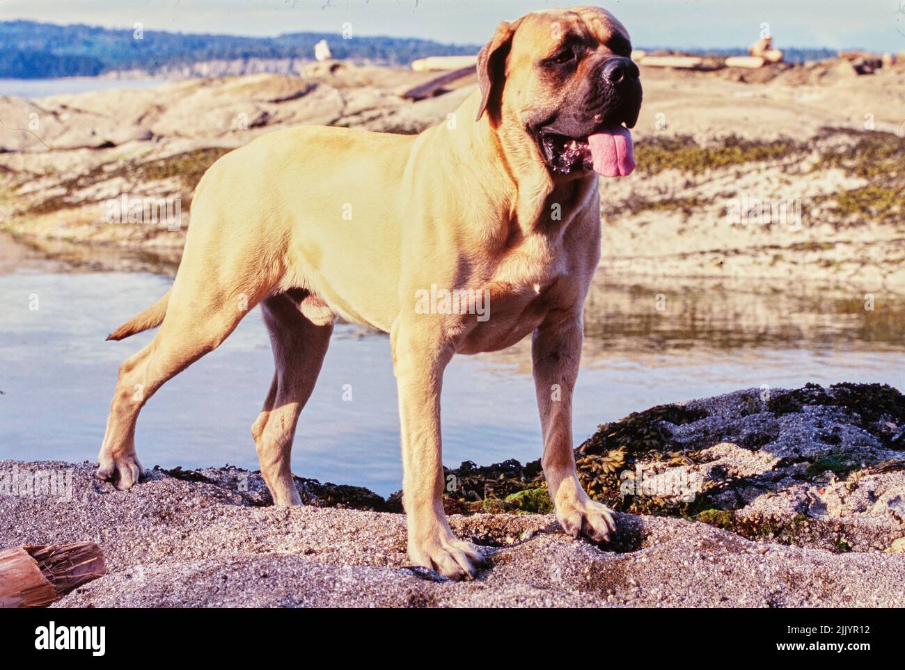 Mastiff animal dog english hi-res stock photography and images - Alamy