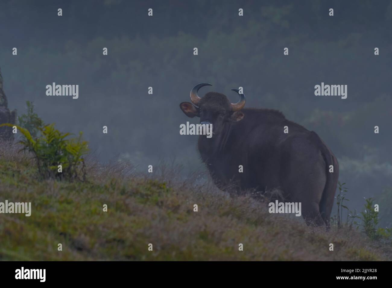 Indian bison or Indian Gaur in a forest in Kerala India Stock Photo - Alamy
