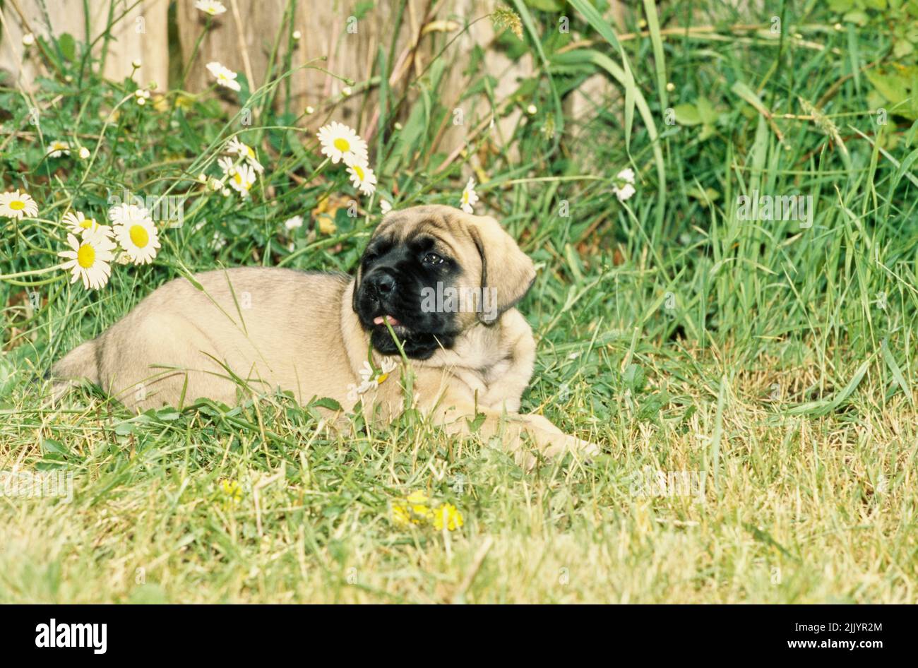A mastiff puppy in grass Stock Photo - Alamy
