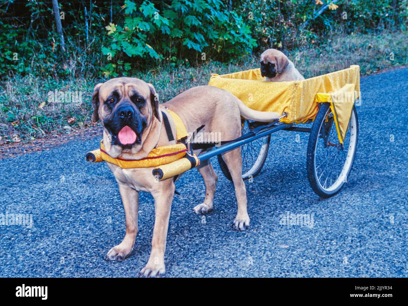 A mastiff pulling a puppy in a cart Stock Photo - Alamy