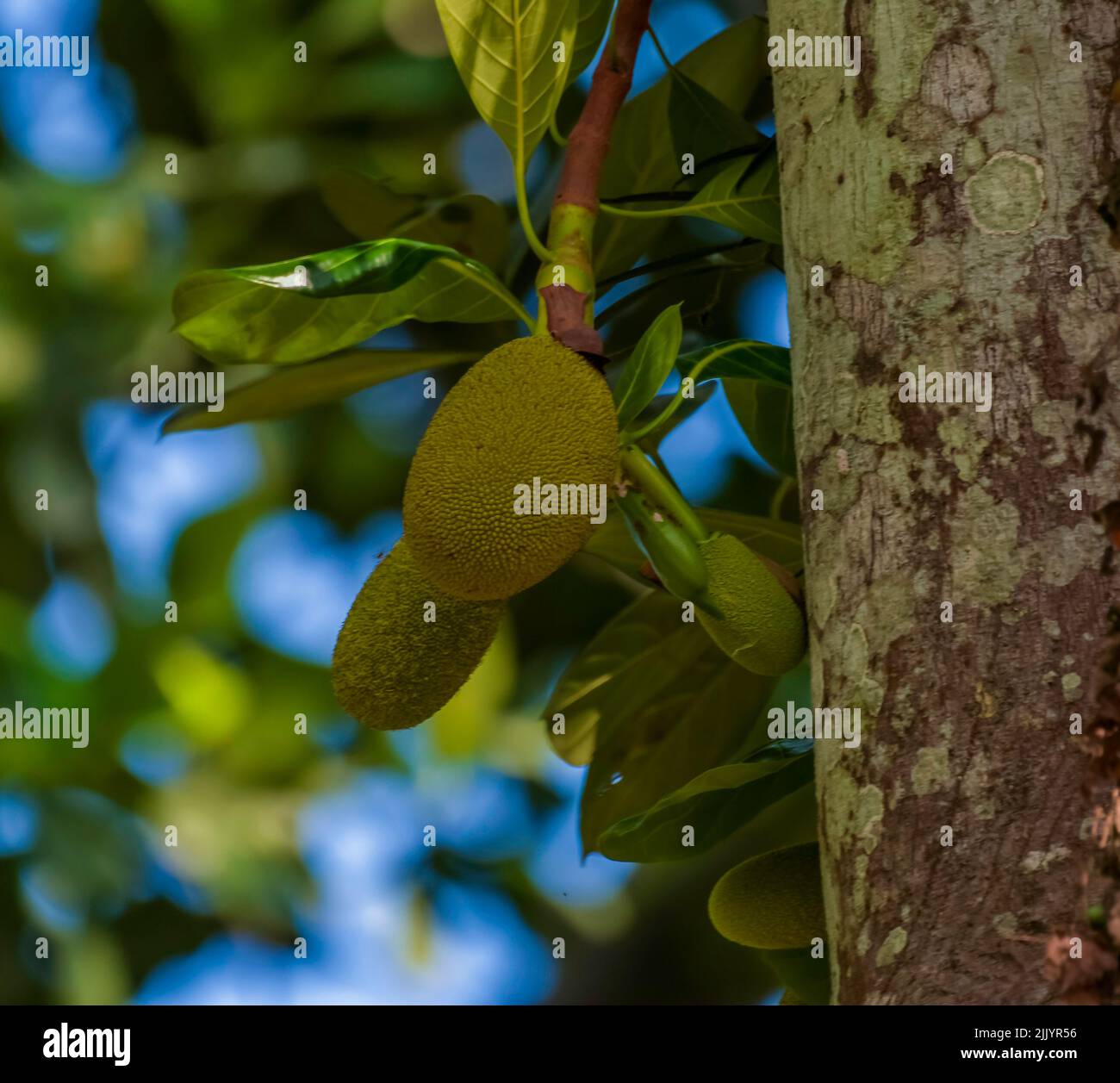 Organic Jackfruit or jack fruit hanging from tree Kerala Stock Photo - Alamy