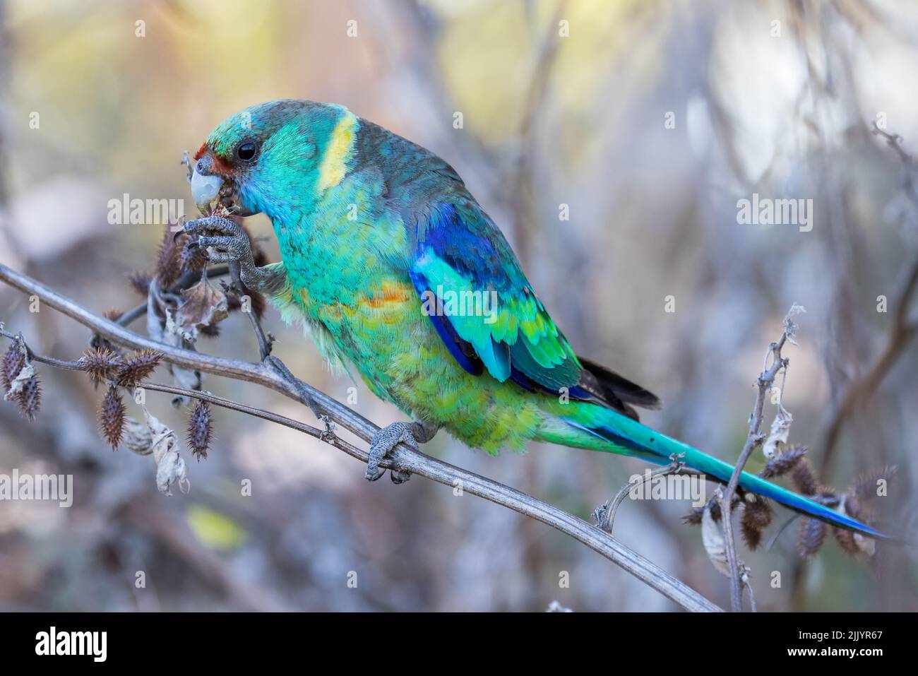 Bathurst burr hi-res stock photography and images - Alamy