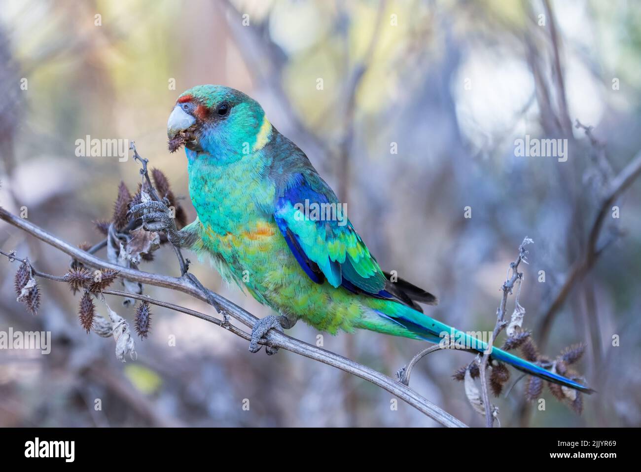 Australian Ringneck Parrot feeding on Bathurst Burr Stock Photo - Alamy