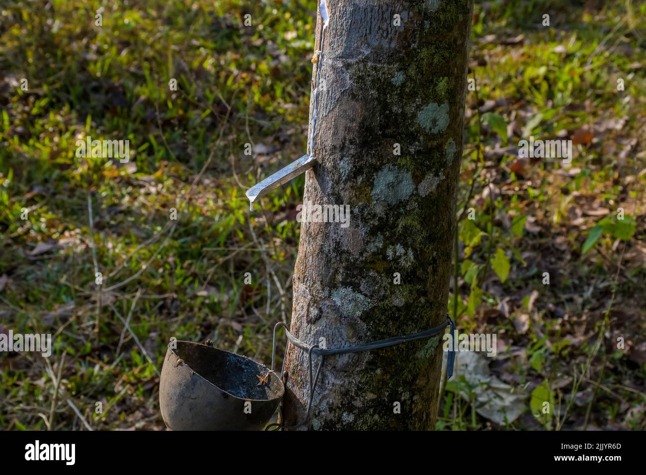 Rubber milk extraction hi-res stock photography and images - Alamy