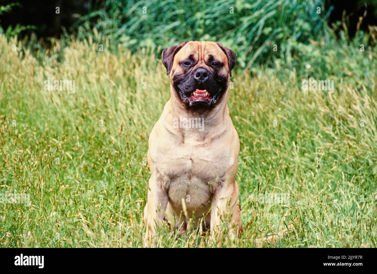 A bull mastiff dog in grass Stock Photo - Alamy