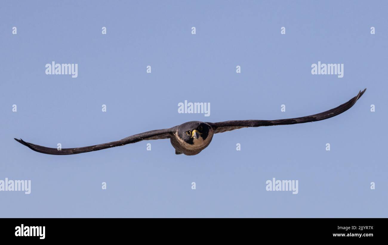Peregrine falcon australia hi-res stock photography and images - Alamy