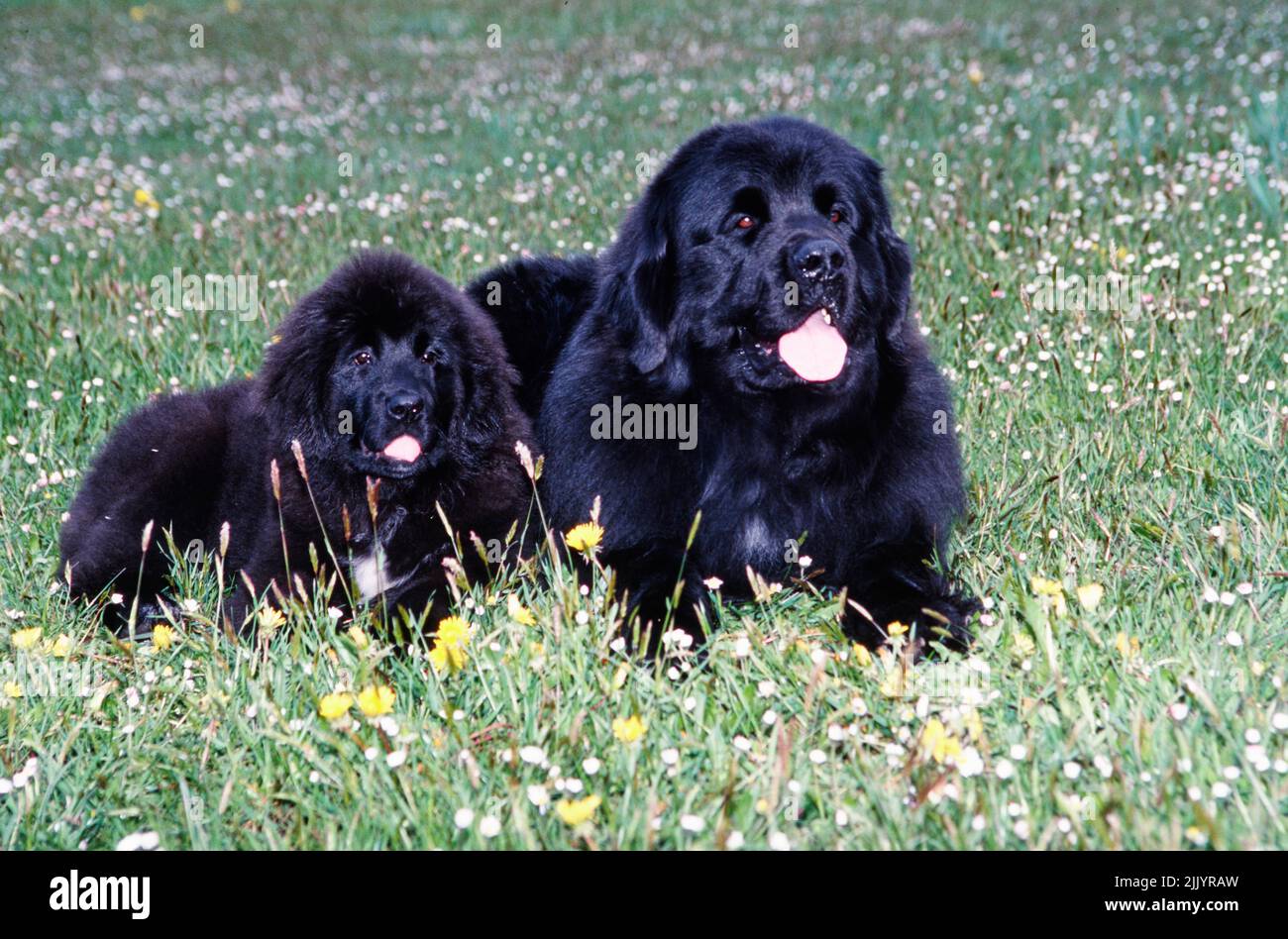 A Newfoundland dog and puppy in grass Stock Photo - Alamy