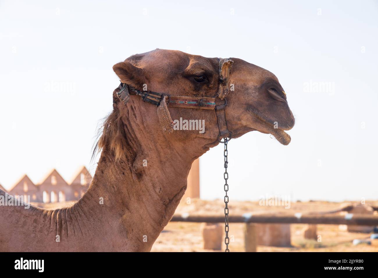 Funny cute wildanimals hi-res stock photography and images - Alamy