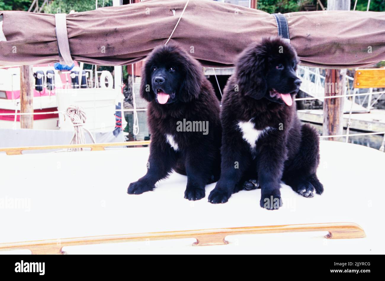 Two Newfoundland puppies on a boat Stock Photo - Alamy
