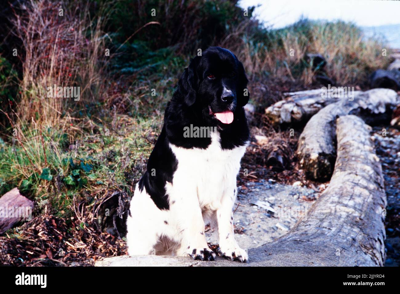 Newfoundland dog on a log Stock Photo - Alamy
