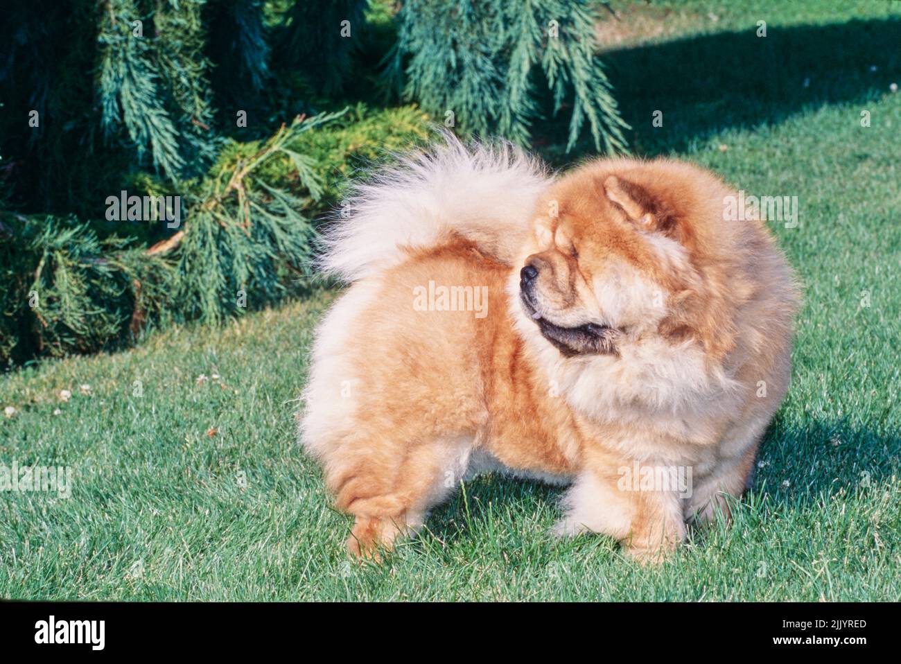 A Chow Chow dog in grass Stock Photo - Alamy