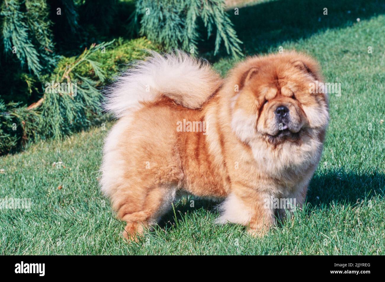 A Chow Chow dog in grass Stock Photo - Alamy