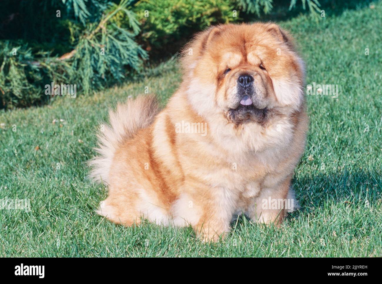 Chow Chow Bear Type