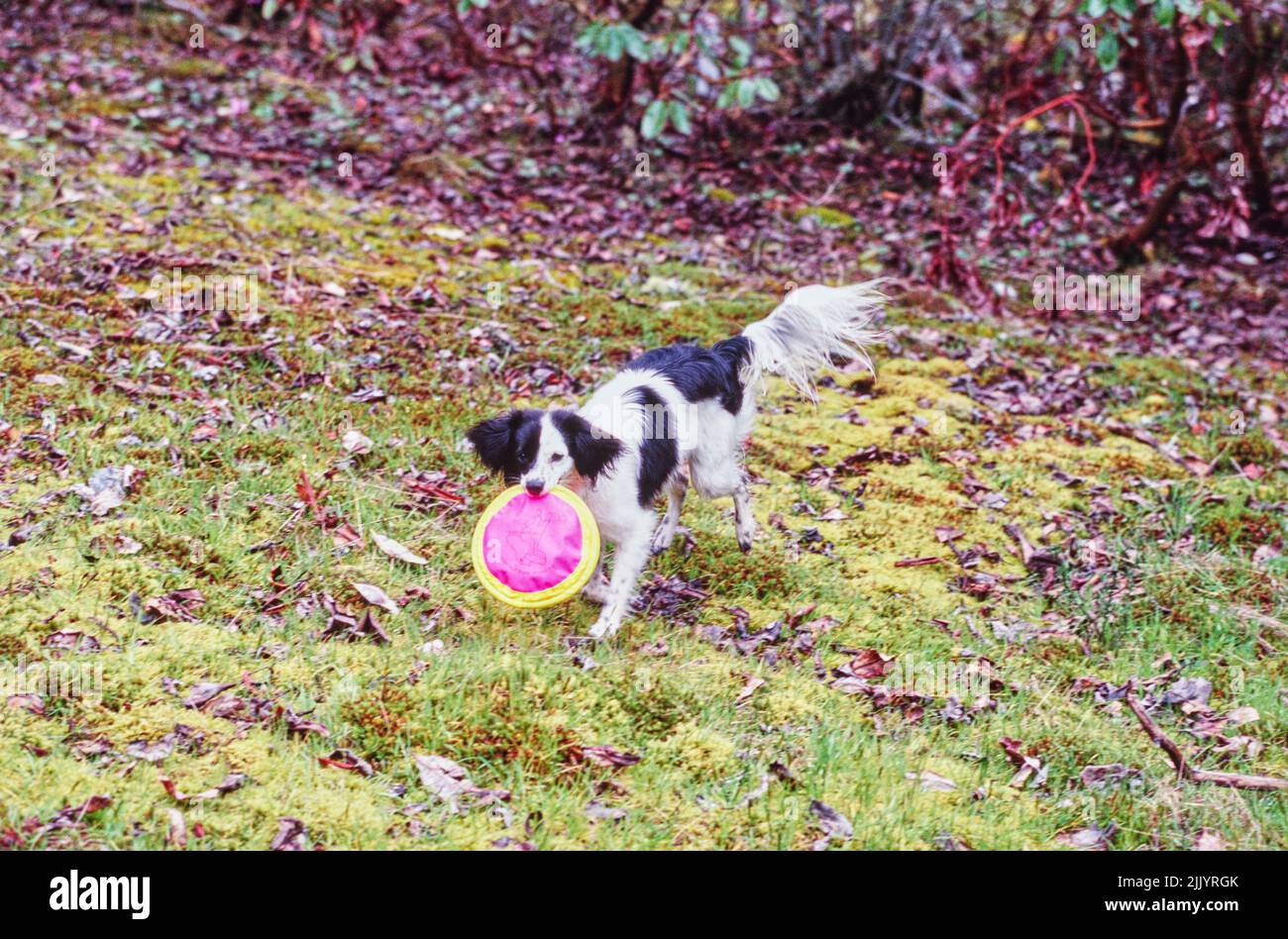 Furry moss hi-res stock photography and images - Alamy