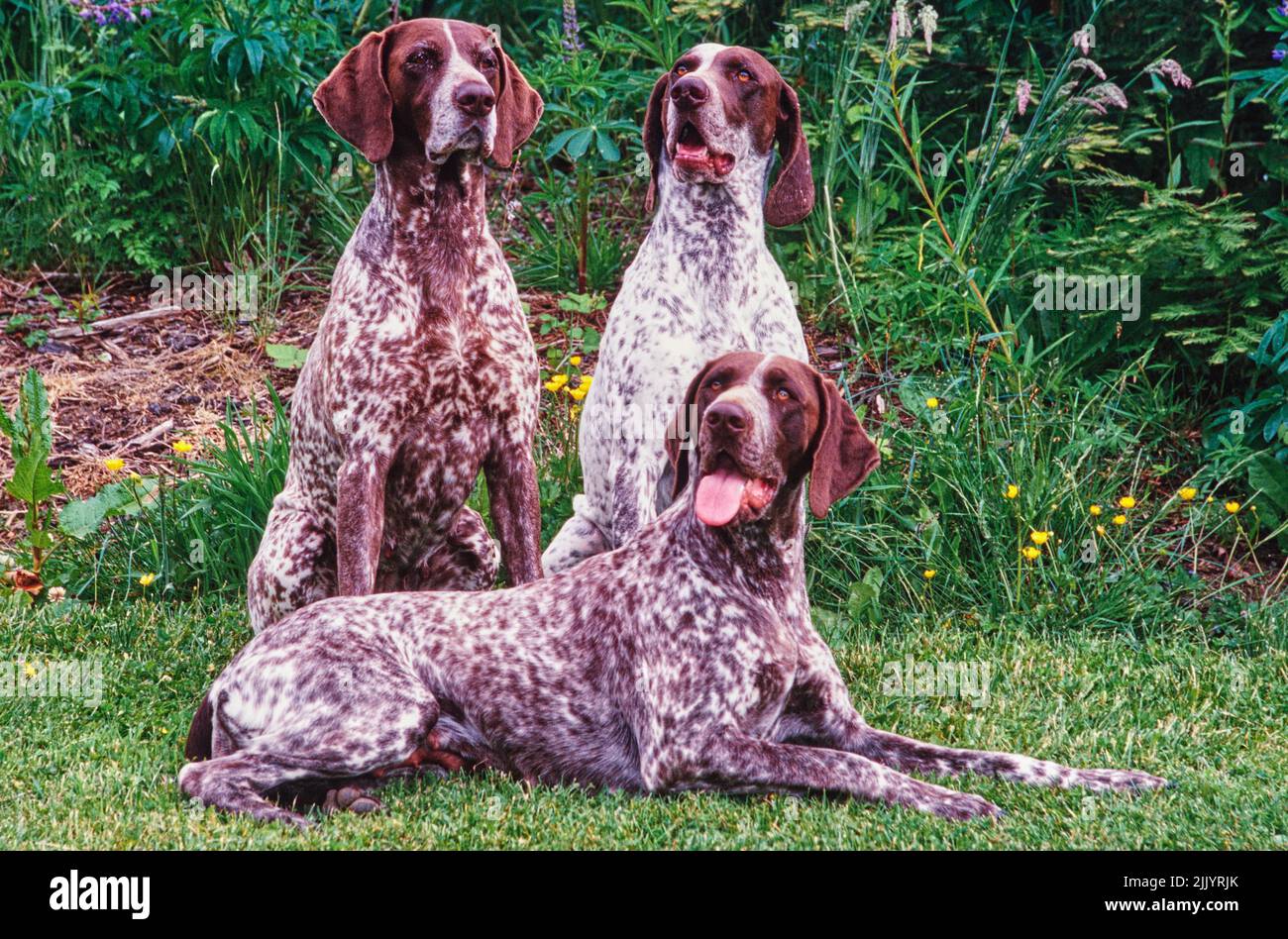 Three German shorthaired pointers in grass Stock Photo - Alamy