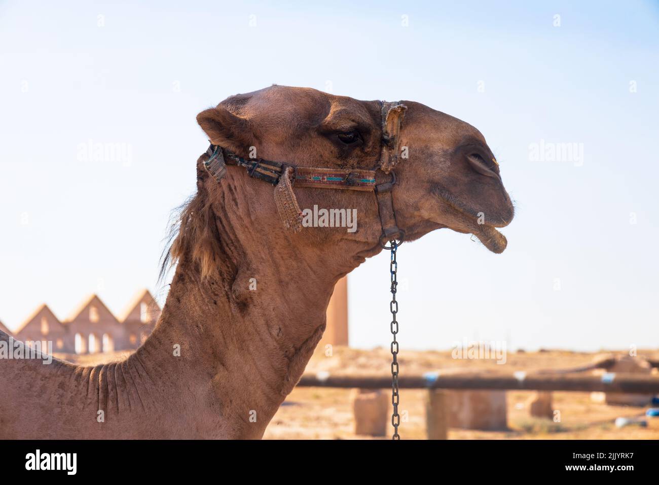 Portrait of camel photo in desert Stock Photo - Alamy