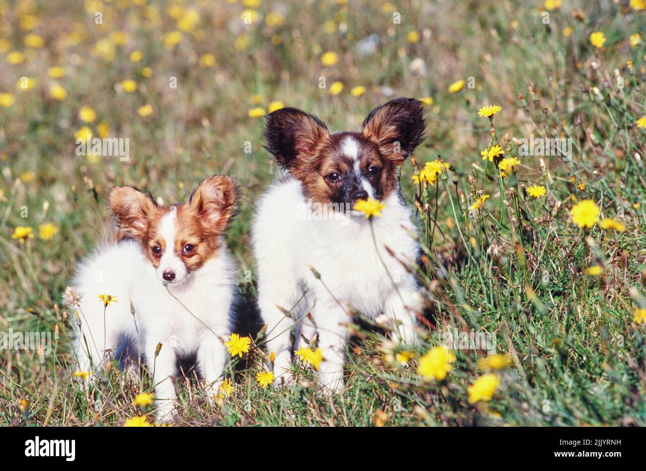 Papillon puppies hi-res stock photography and images - Alamy