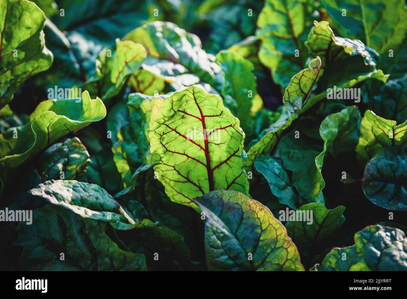 , beet leaf growing in the garden, beetroot leaves closeup Stock Photo ...