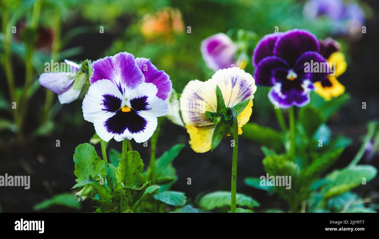 Various pansy flowers hi-res stock photography and images - Alamy