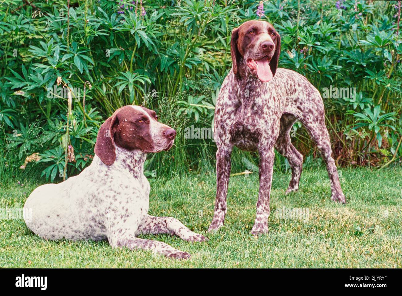 Two German shorthaired pointer dogs in grass Stock Photo - Alamy