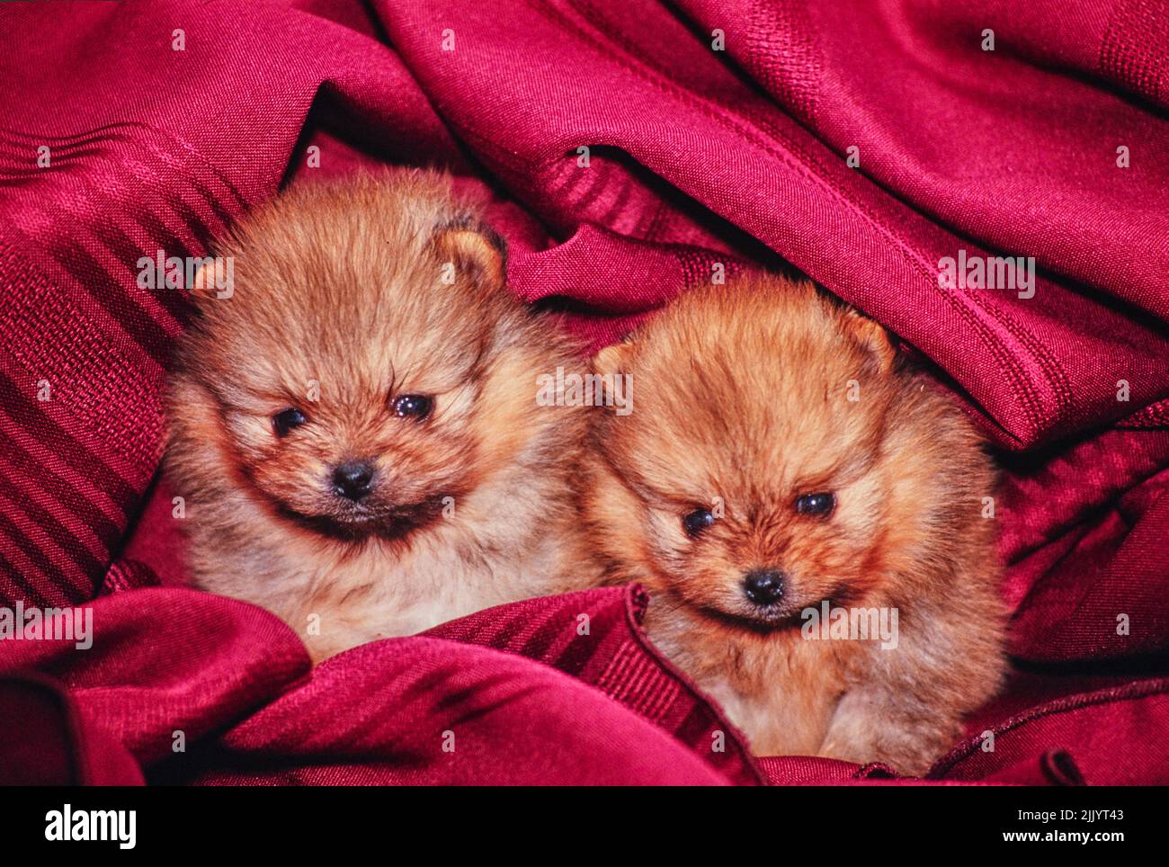 Two Pomeranian puppies in a red cloth Stock Photo - Alamy