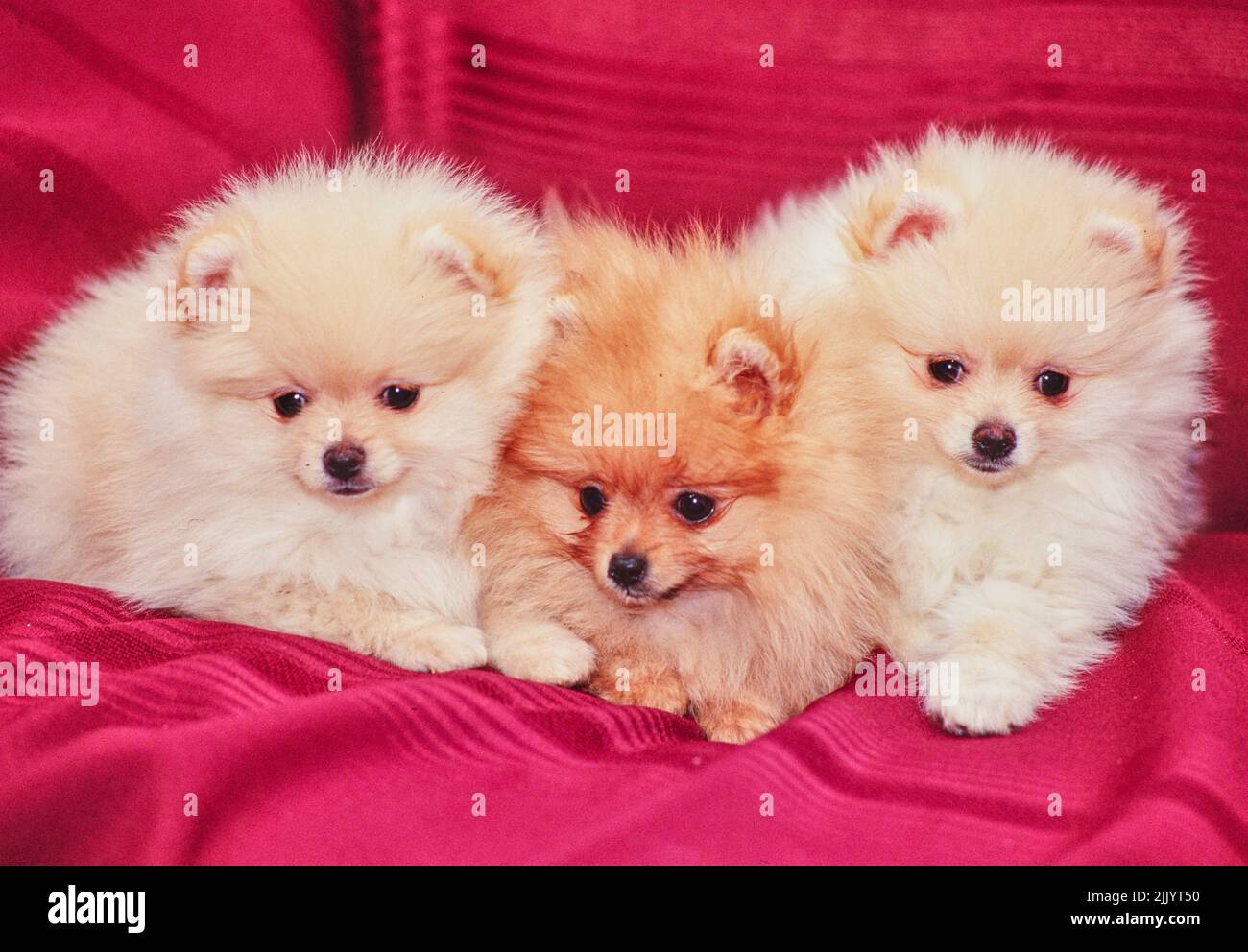 Three Pomeranian puppies in a red cloth Stock Photo - Alamy